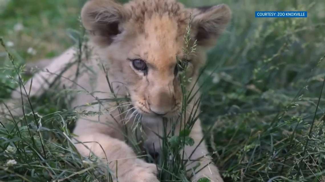 Zoo Knoxville says its lion cub is 'growing like a weed' | wbir.com