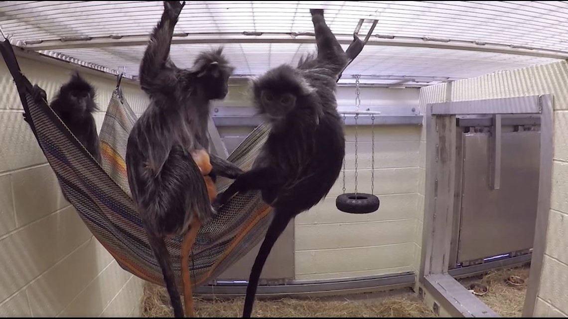 Zoo Knoxville welcomes new monkey species with a very adorable surprise ...