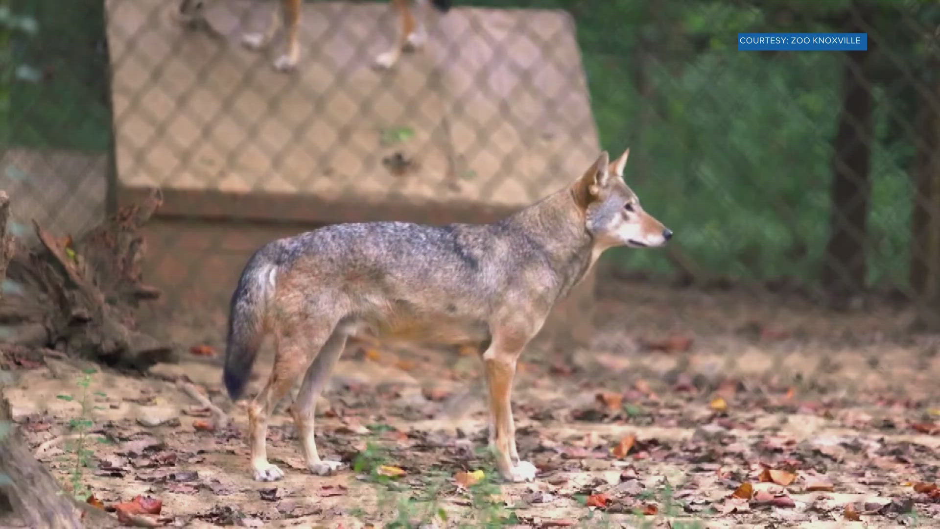 Researchers gather at Zoo Knoxville to study and preserve the ...