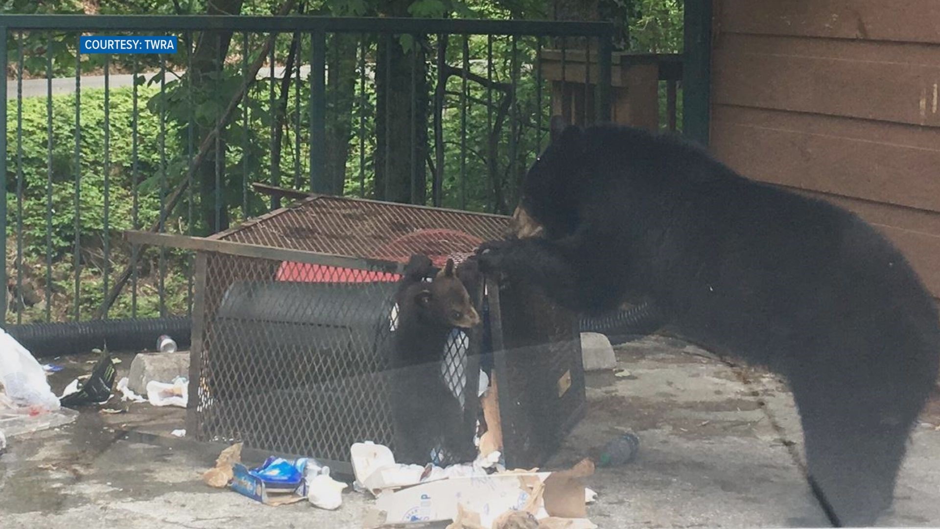 GSMNP leaders evaluate using Tasers on nuisance bears | wbir.com