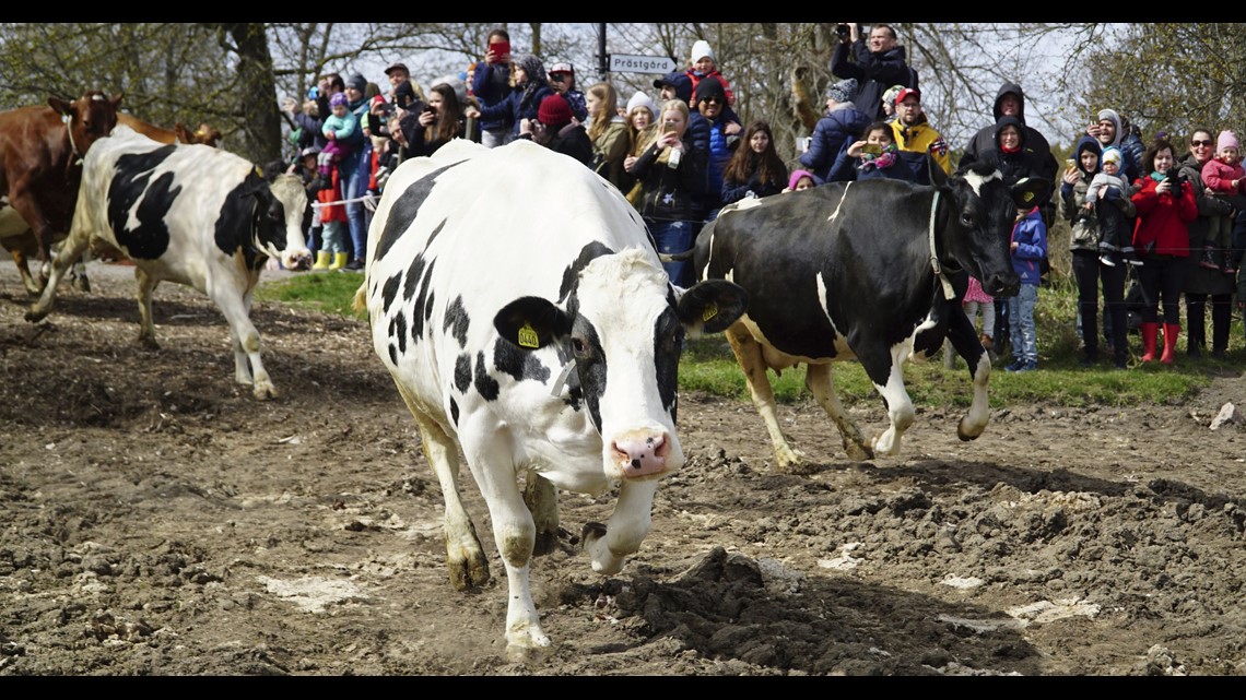 'Koslapp’: Happy Swedish cows frolic, jump as pastures open for spring ...