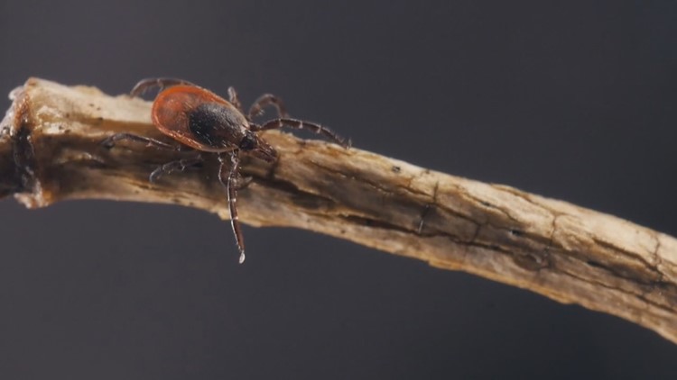 More cases of Lyme disease, infected ticks in East Tennessee | wbir.com