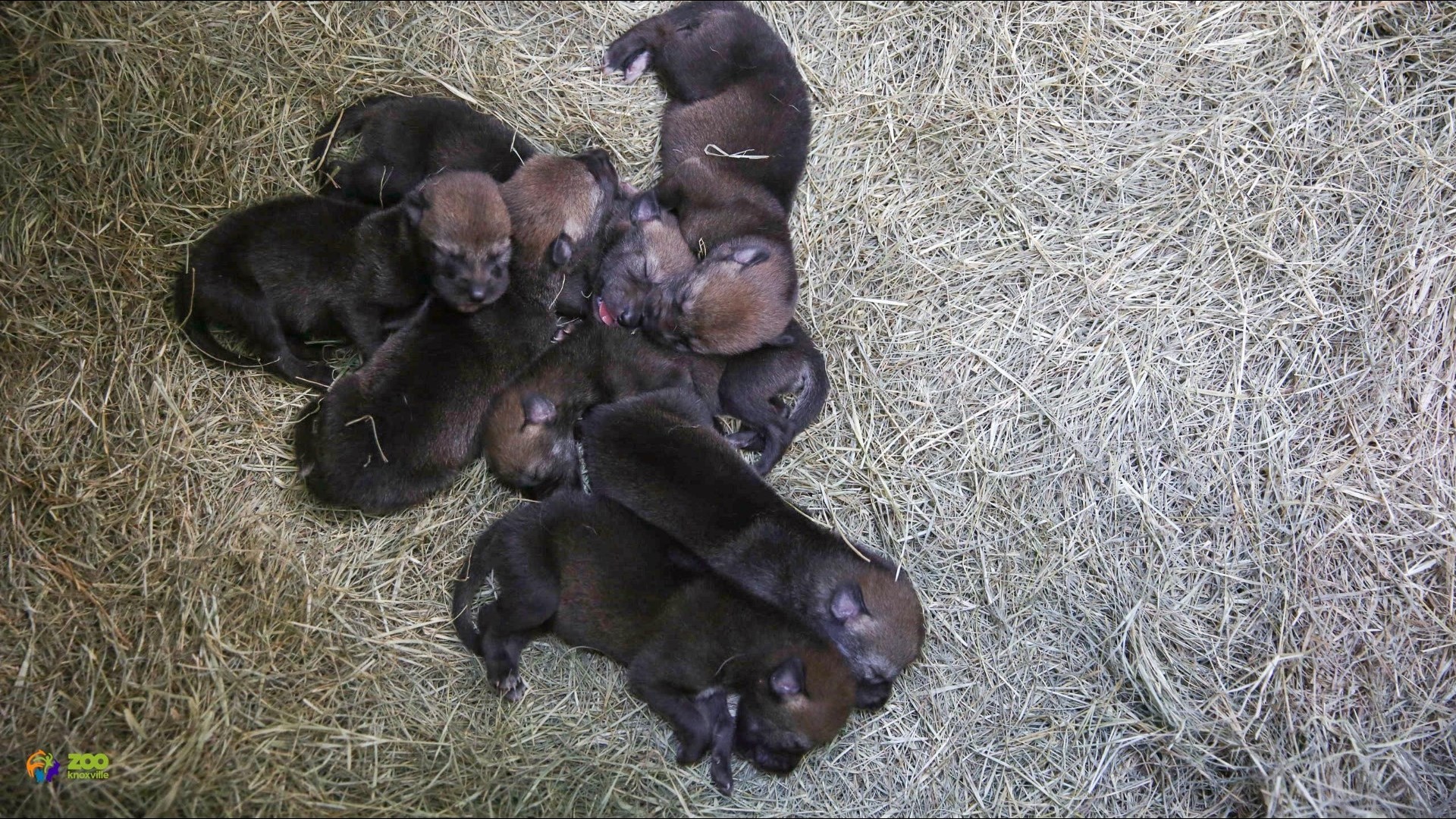 Pupdate! 8 very rare red wolf pups at Zoo Knoxville doing great! | wbir.com