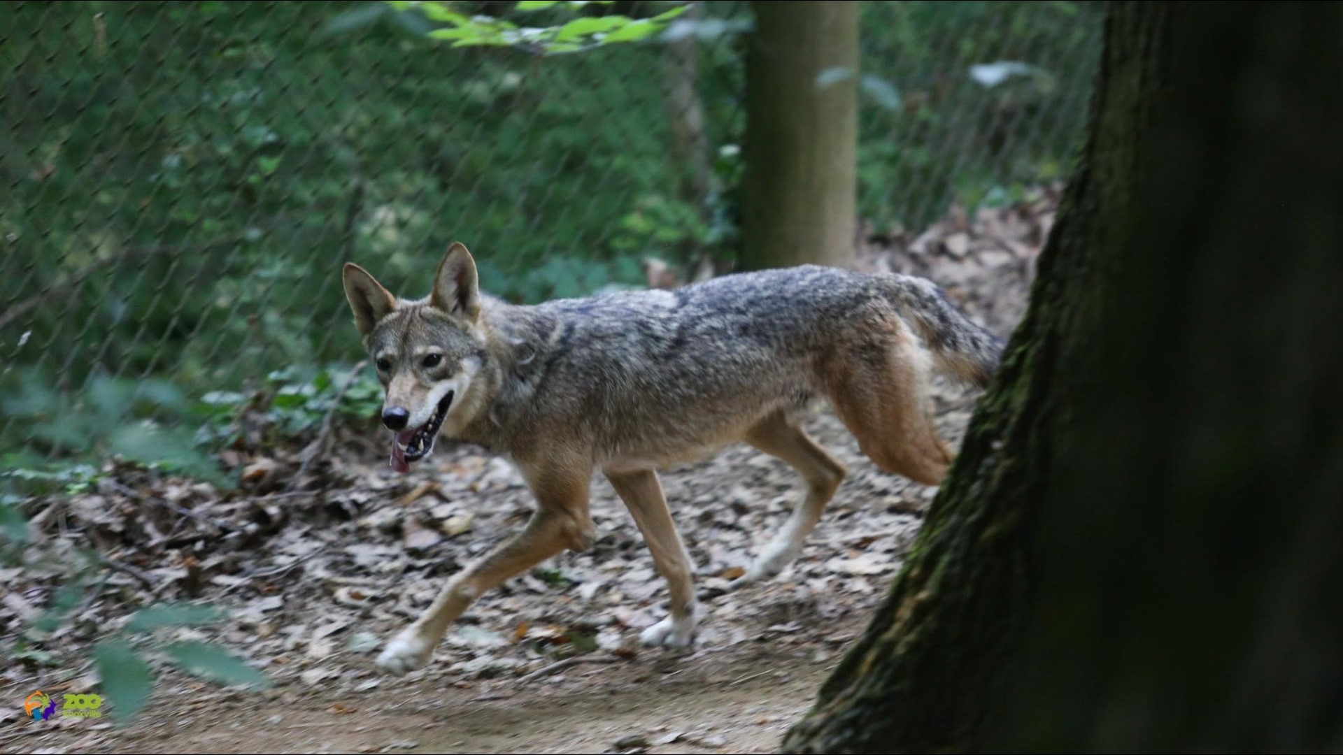 Pupdate! 8 very rare red wolf pups at Zoo Knoxville doing great! | wbir.com