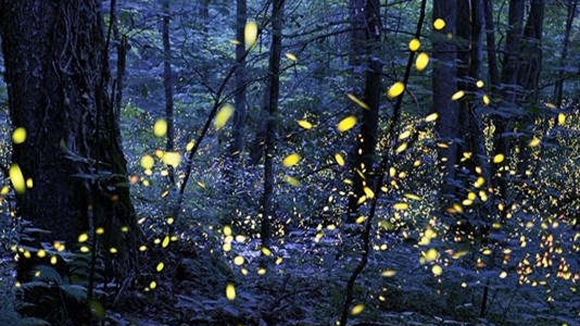 Why you might not see as many fireflies this summer | wbir.com