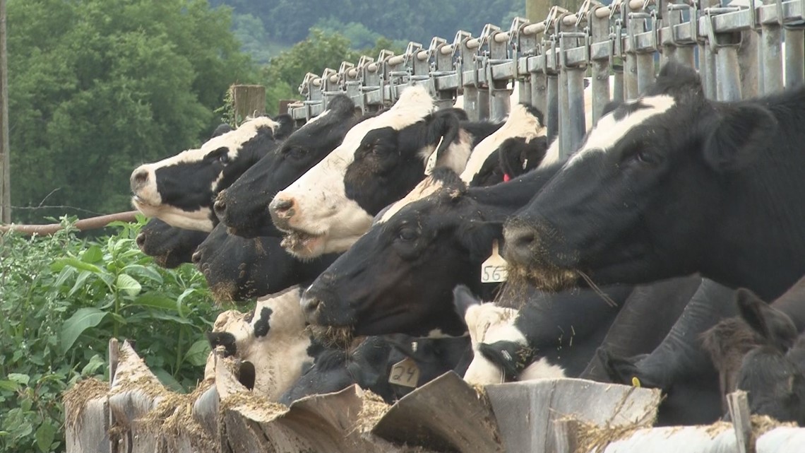 Dairy farmers forced to sell cows after losing big business | wbir.com