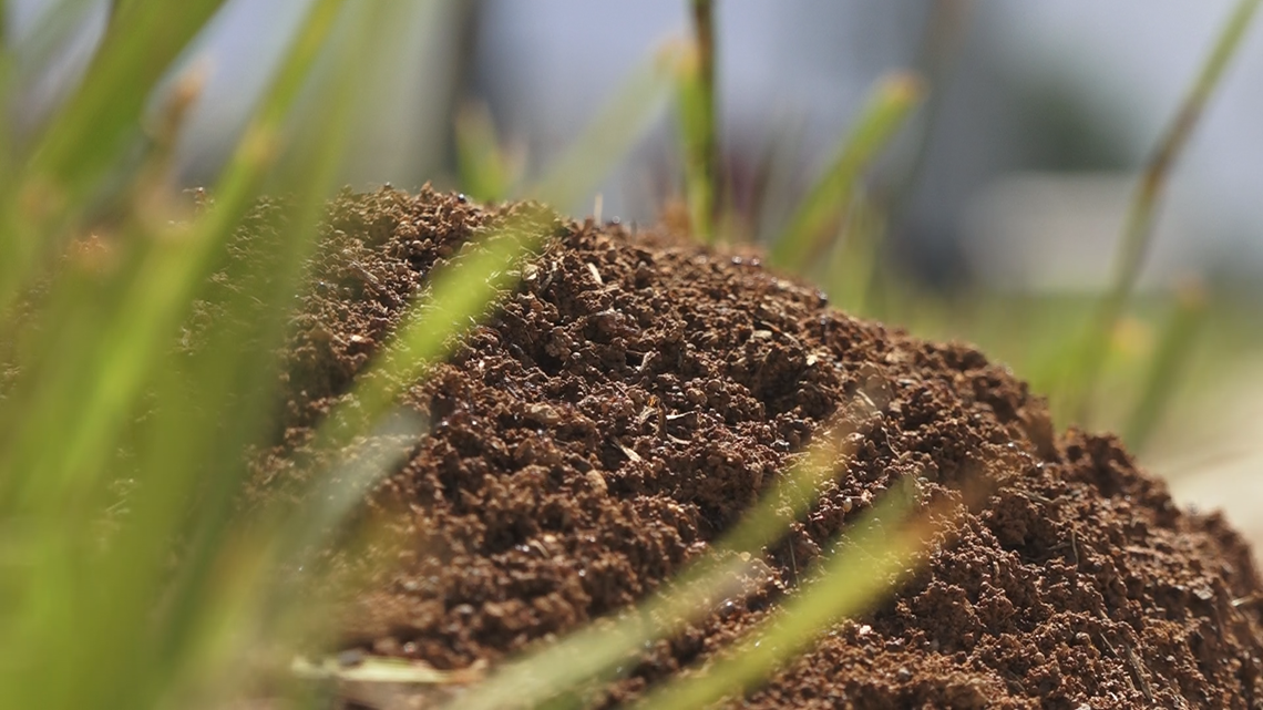 Fire ants spotted across East TN: What you need to know to avoid injury ...