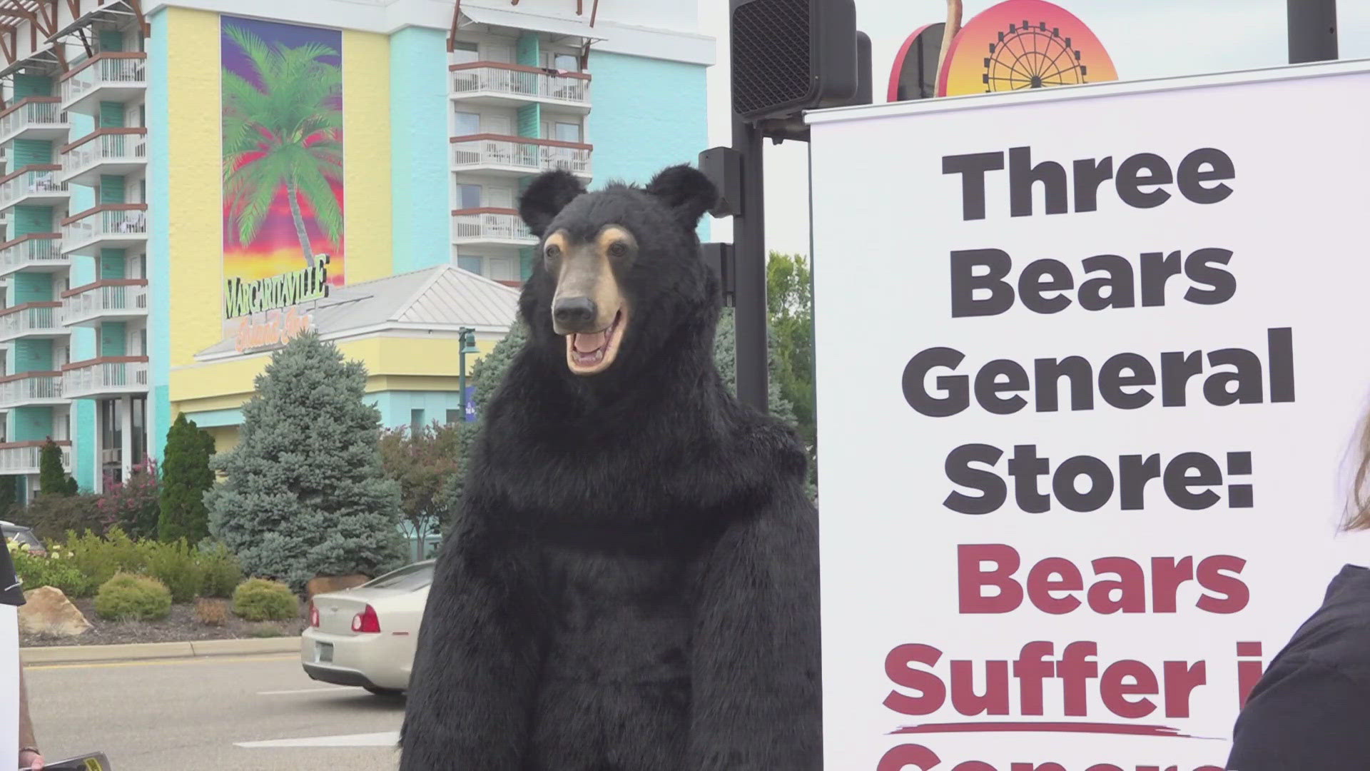 PETA brings animatronic bear to Pigeon Forge's Three Bears General ...
