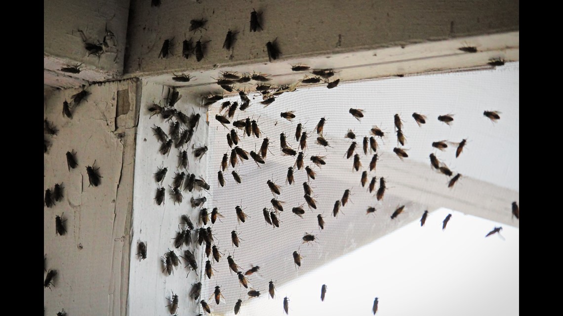 Black Flies Force Iowa Homeowners Inside Take The Lives Of 17 Chickens Black Flies Force Iowa Homeowners Inside Take The Lives Of 17 Chickens