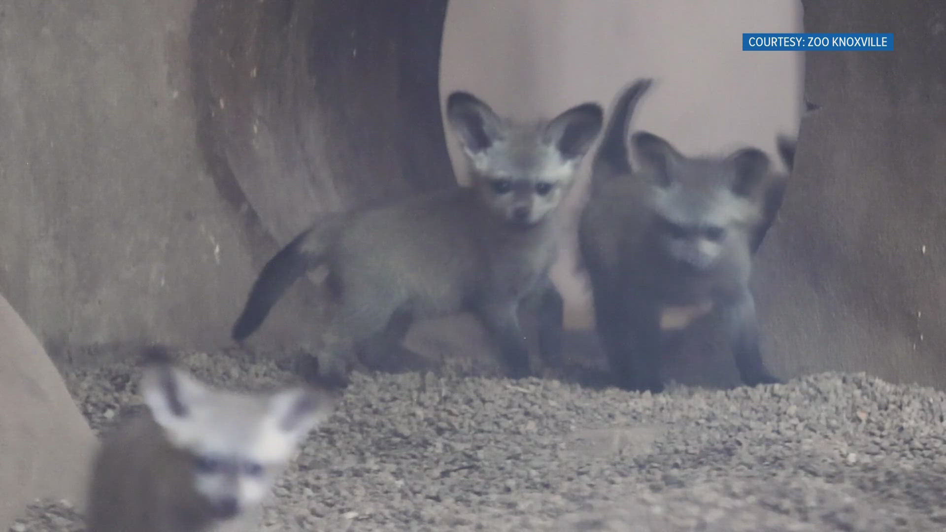 Six bat-eared fox kits born at Zoo Knoxville | wbir.com