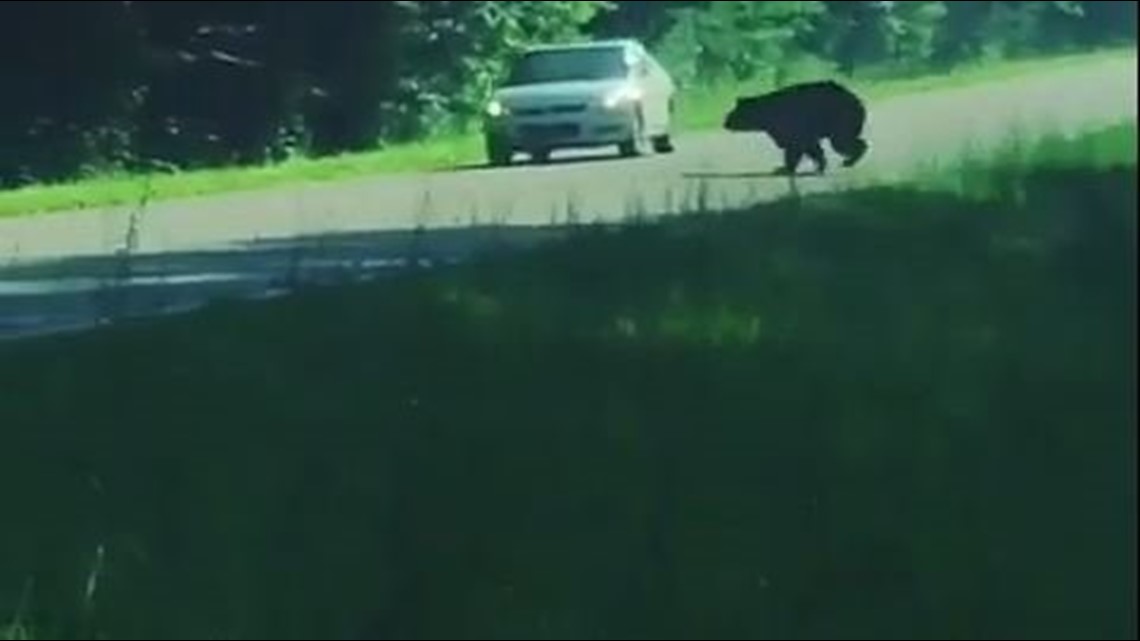 VIDEO: Bear rams into side of moving car off the East Parkway near ...