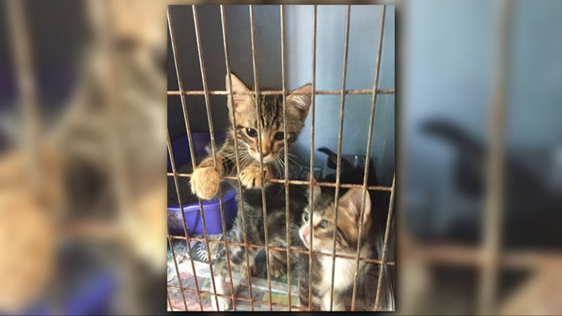 Pets Without Parents adopts out all its animals ahead of Saturday ...