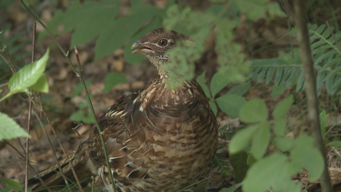 Gregarious grouse has a human friend | wbir.com