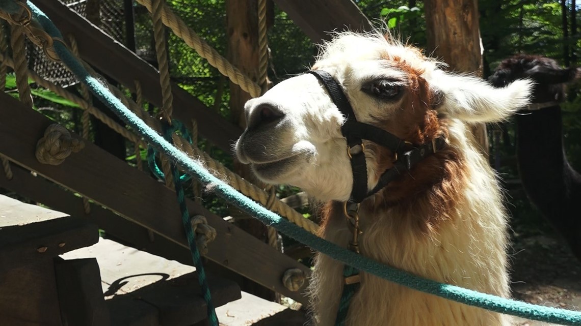 Tourist in Your Town: Smoky Mountain Llama Treks | wbir.com