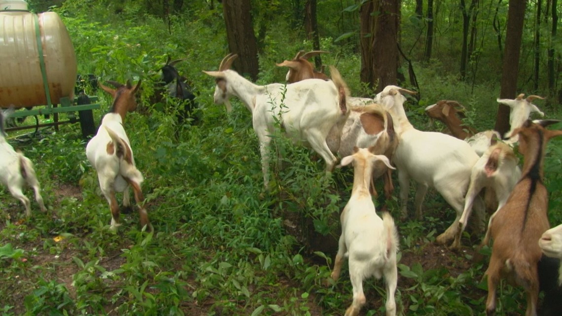 Knoxville leaders say you could soon lease goats to eat your invasive ...