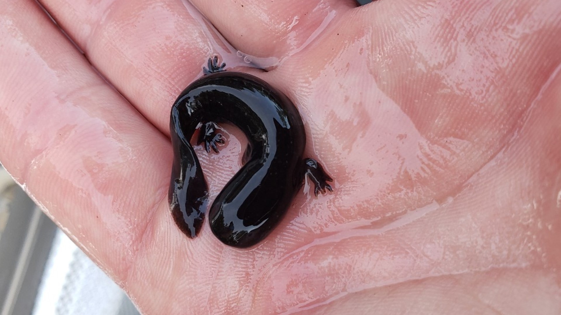 Rare 'hellbender' salamander discovered in upper Caney Fork | wbir.com