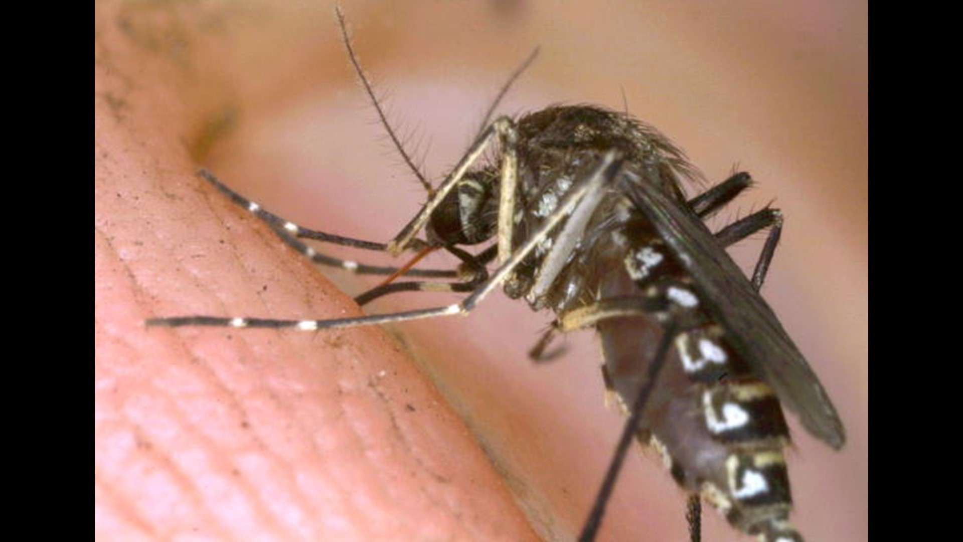 Florida county breeding cannibal mosquitoes | wbir.com