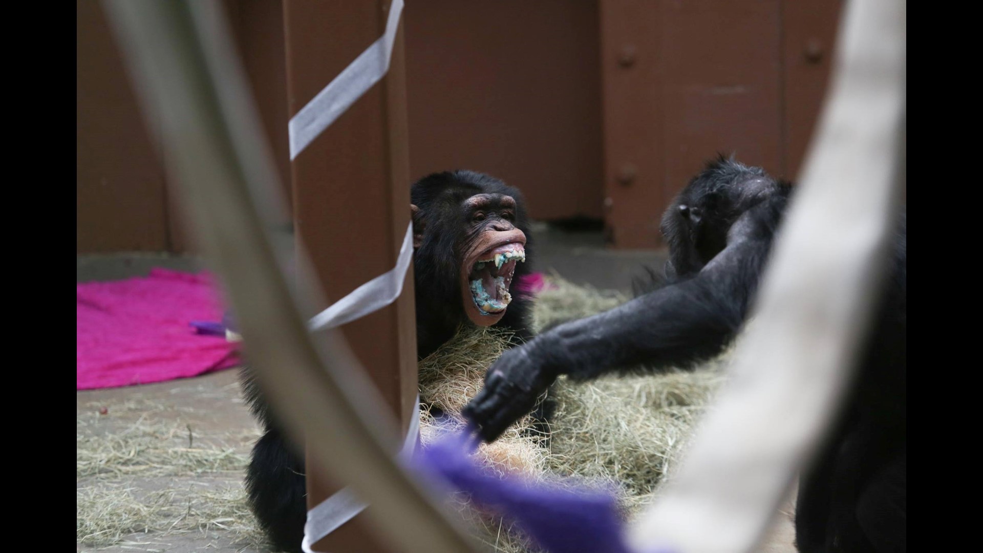 Party animals! Zoo Knoxville celebrates 2 chimp birthdays | wbir.com