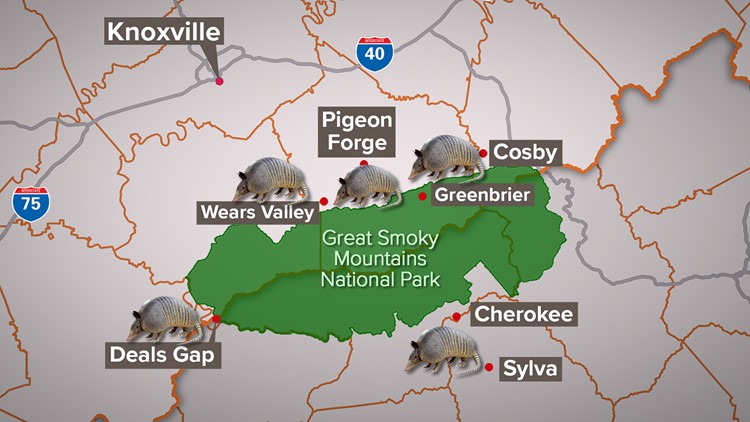 Armadillos spread in East TN; surround Smokies | wbir.com