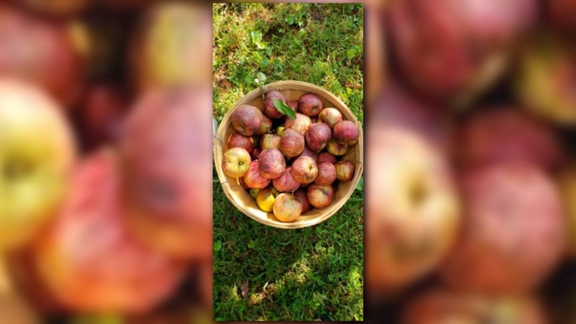 Feels like Fall: Gorgeous weather, apple picking and the fall foliage ...
