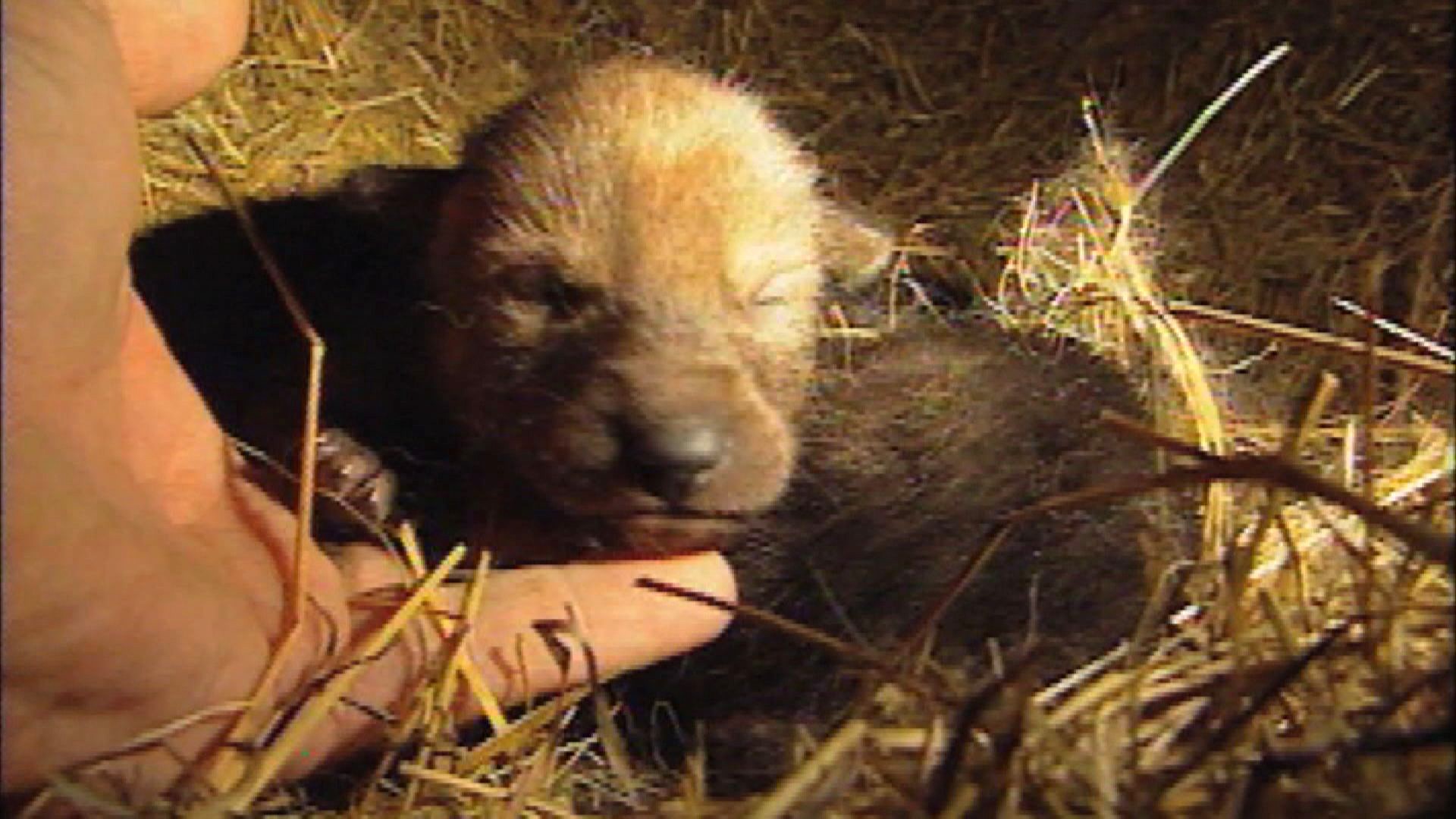 Red wolf experiment left lasting legacy in Smokies | wbir.com