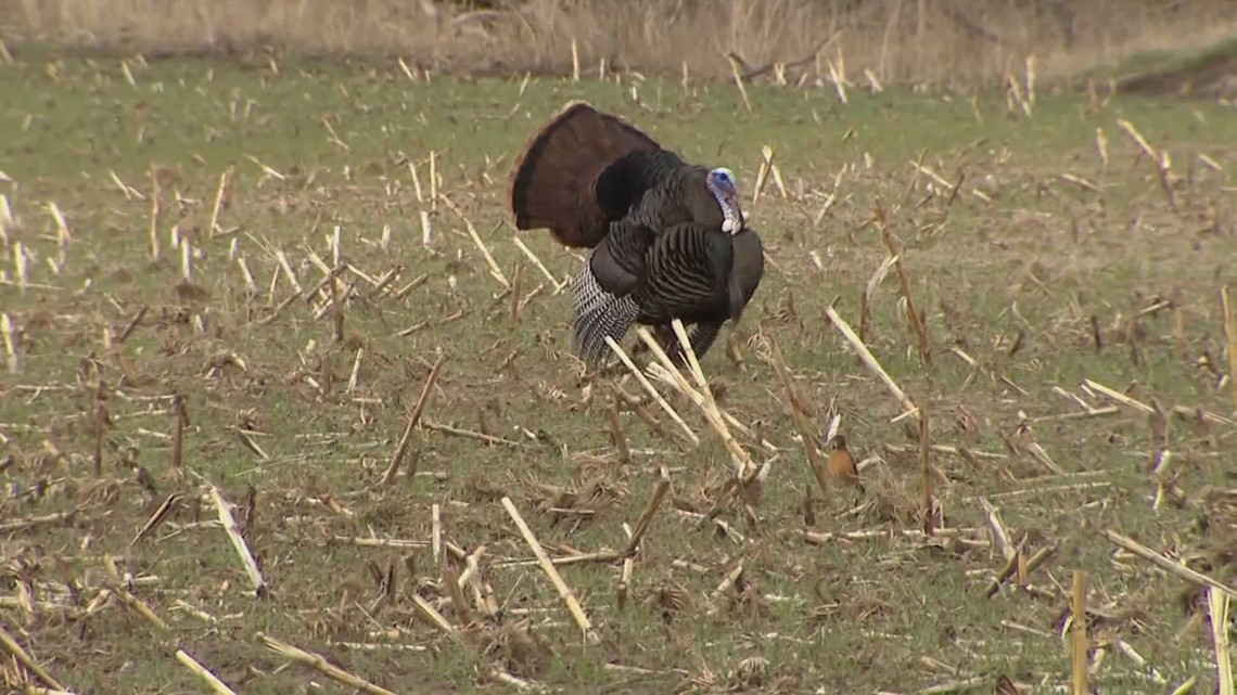 Tennessee's spring turkey hunting season to start on April 13 | wbir.com