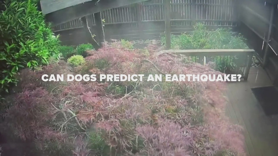 Dogs vs. earthquakes: Can they really tell before it hits? | wbir.com