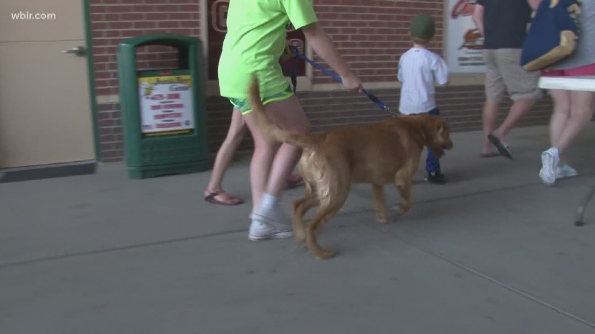 Smokies fans bring dogs to baseball game for "Dog Day" | wbir.com