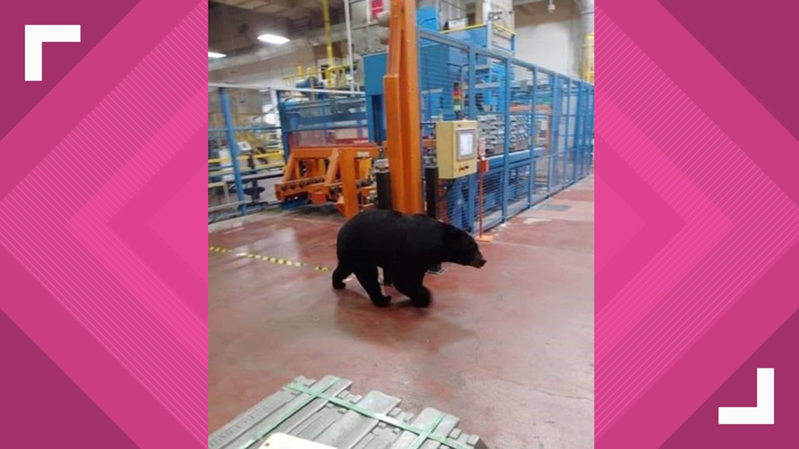TWRA: Bear spotted inside DENSO plant captured, relocated | wbir.com