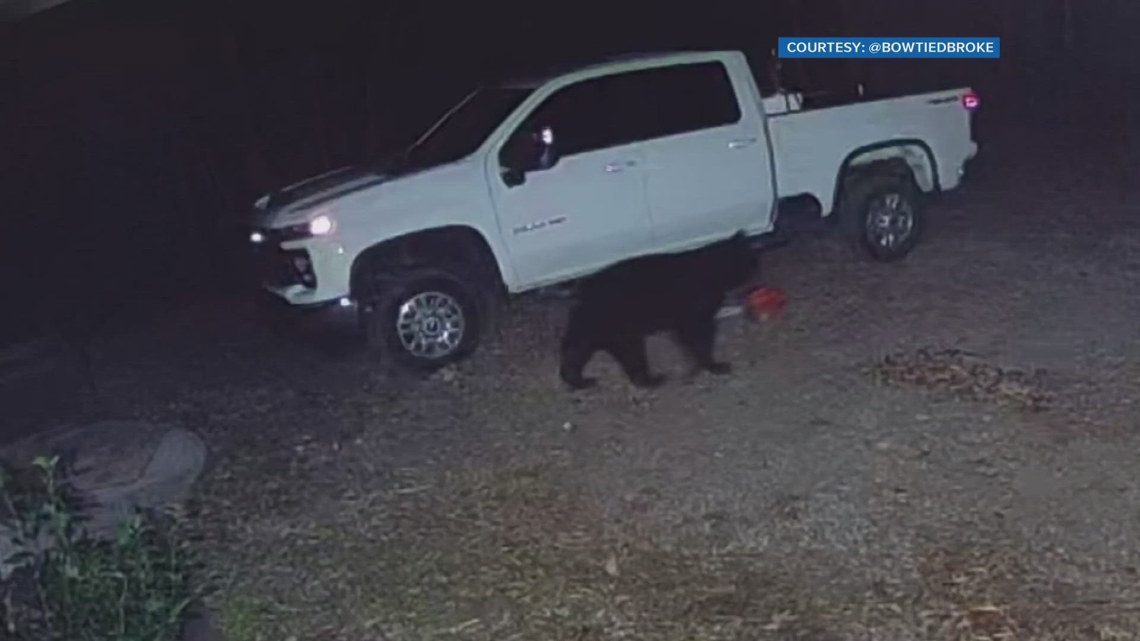 Video captures black bear waltzing off with man's chainsaw in ...