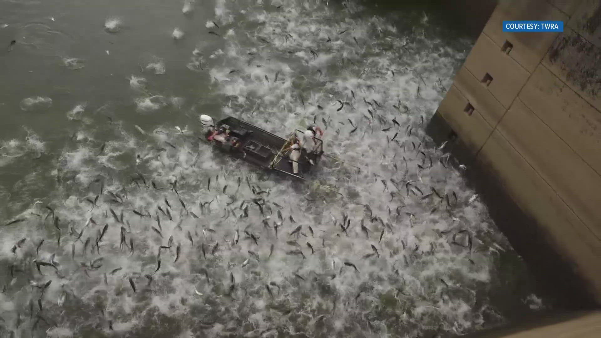 Meeting held to warn of invasive carp threat in Tennessee | wbir.com