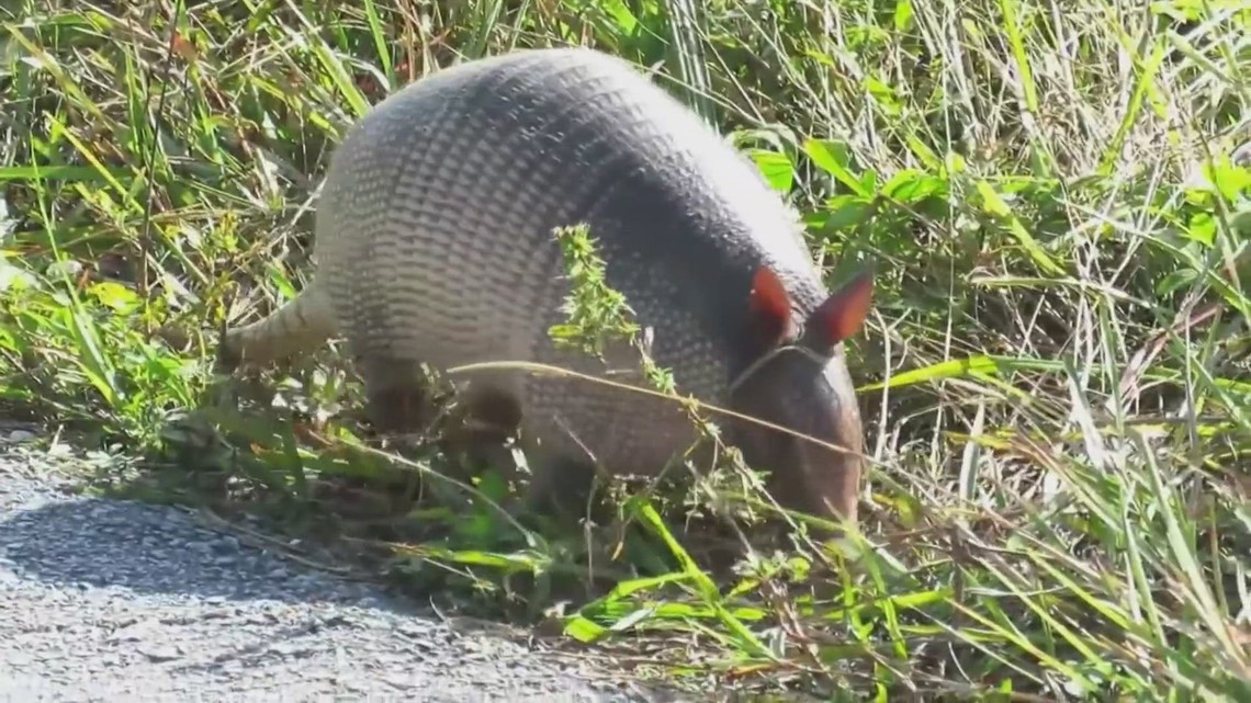 Armadillo sightings increasing in East Tennessee | wbir.com