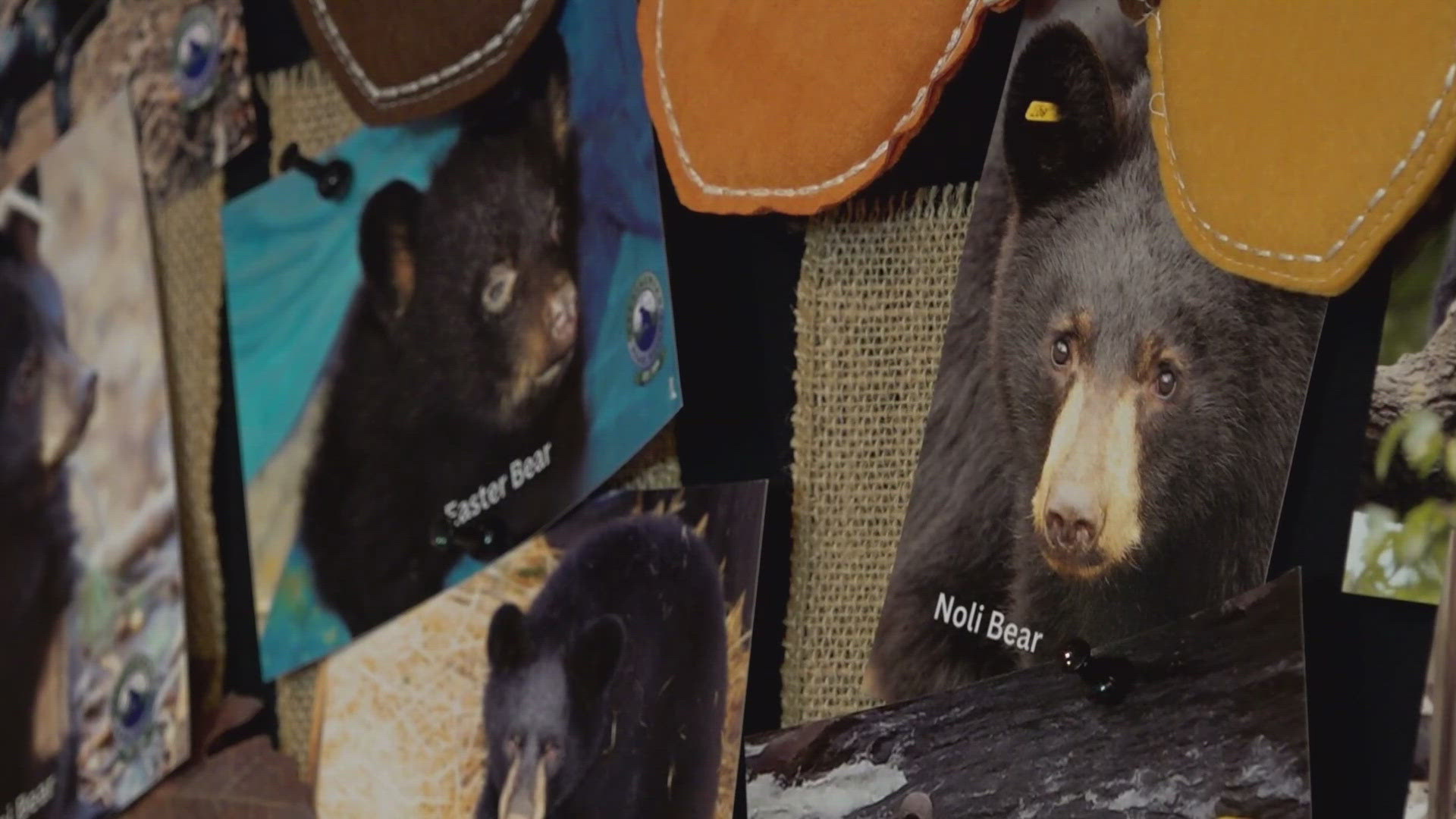 Gatlinburg sees major drop in human-bear encounters this year | wbir.com