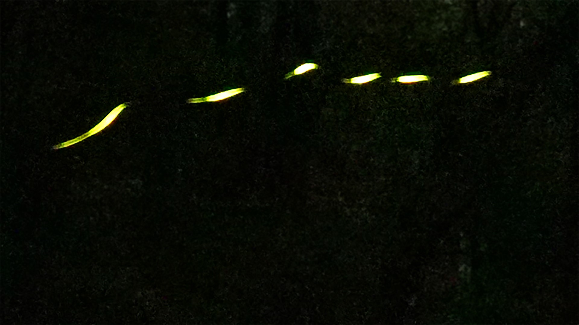 Synchronous firefly event canceled in Smokies due to COVID-19 ...