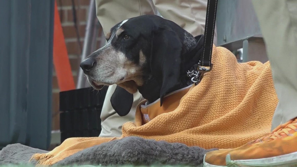 Smokey X, a beloved University of Tennessee mascot, diagnosed with ...