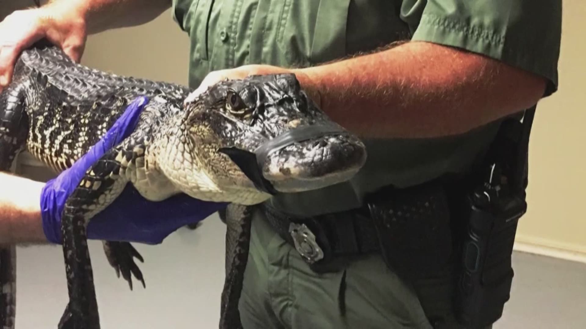 Middle TN police department warns about 'meth-gators' from flushing ...
