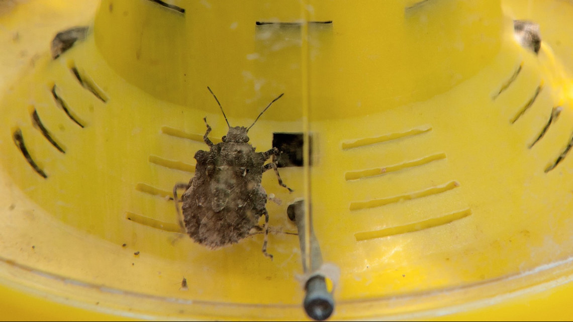 10 things to know about stink bugs | wbir.com