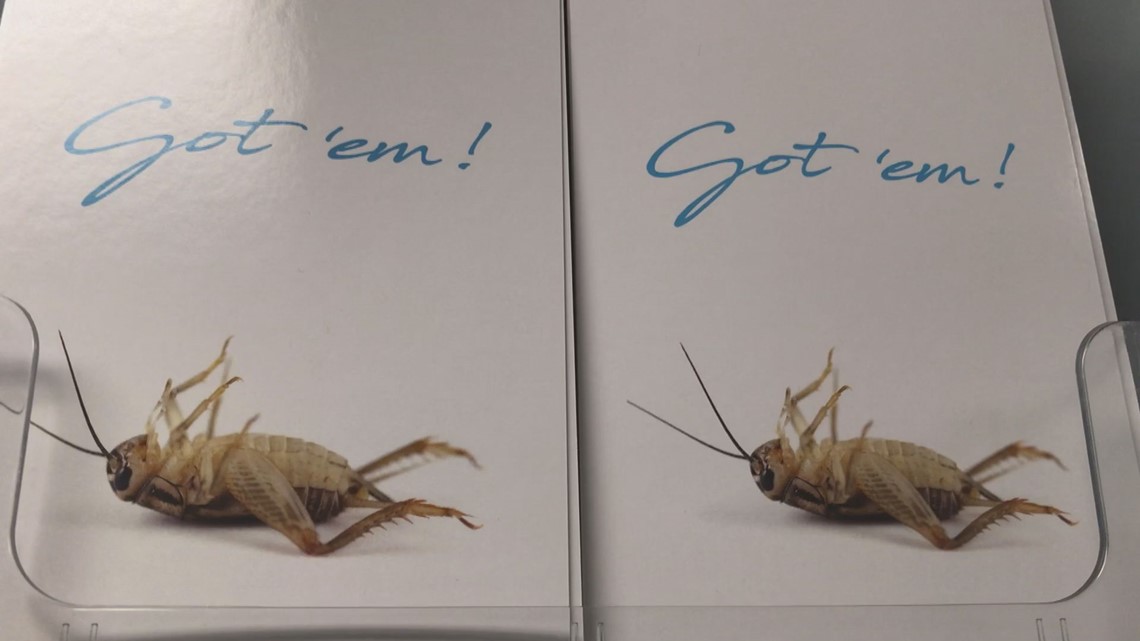 Experts share ways you can keep fall critters out of your home | wbir.com