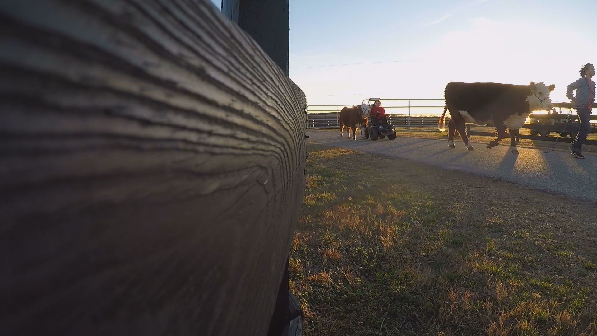 Everyday Olympians: Boy and his cow overcome disabilities to win blue ...