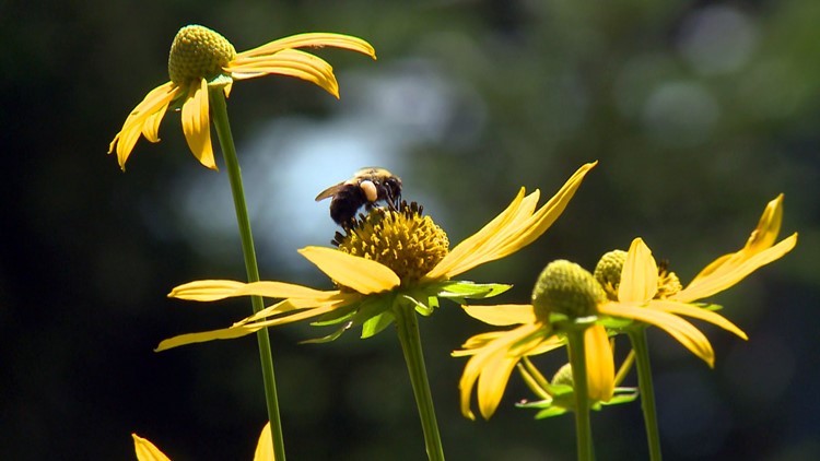 Smokies ponders proposal for Cherokee to harvest sochan | wbir.com