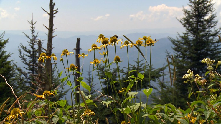 The Great Smoky Mountains National Park turns 85 today! | wbir.com