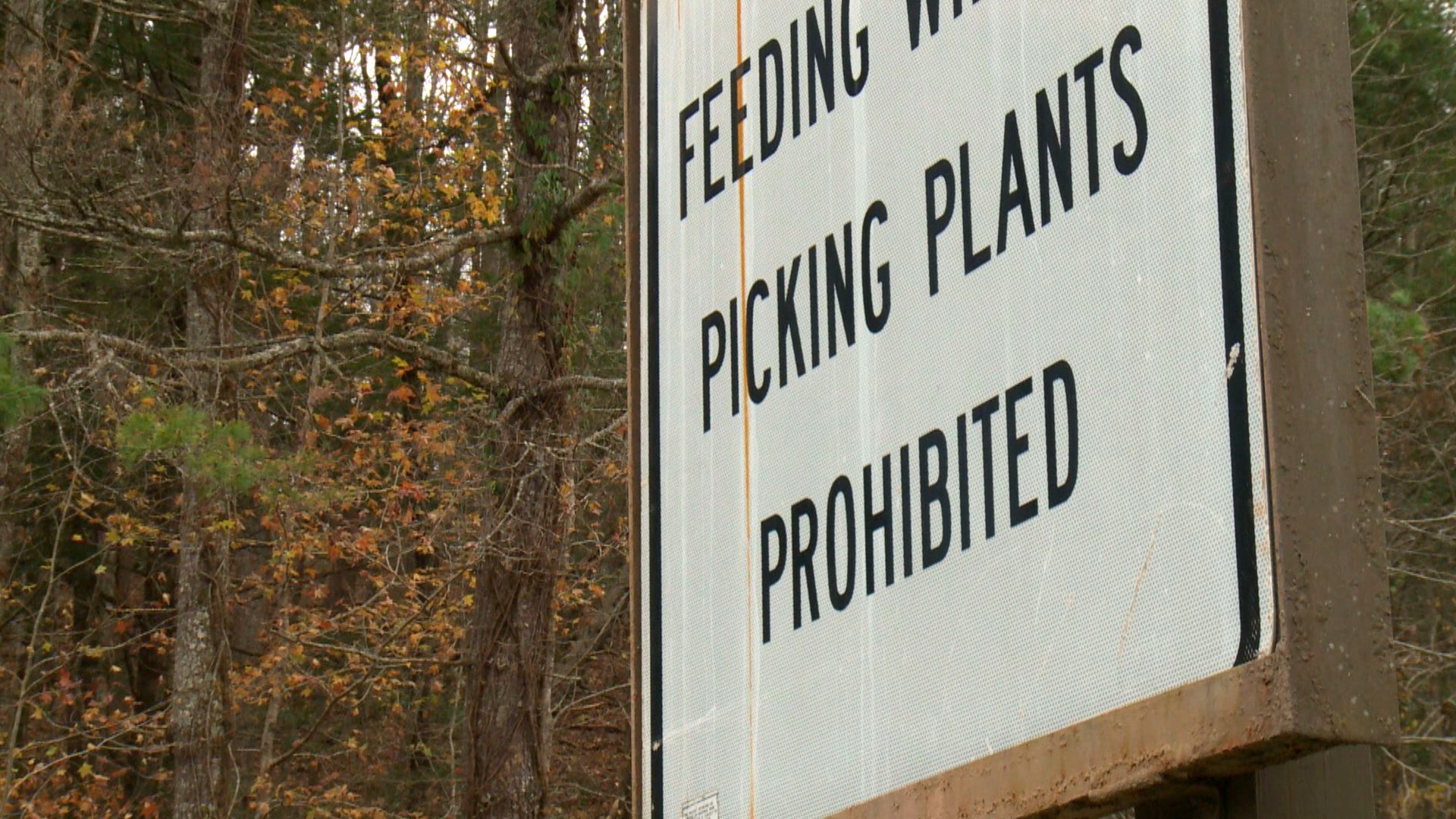 Smokies ponders proposal for Cherokee to harvest sochan | wbir.com