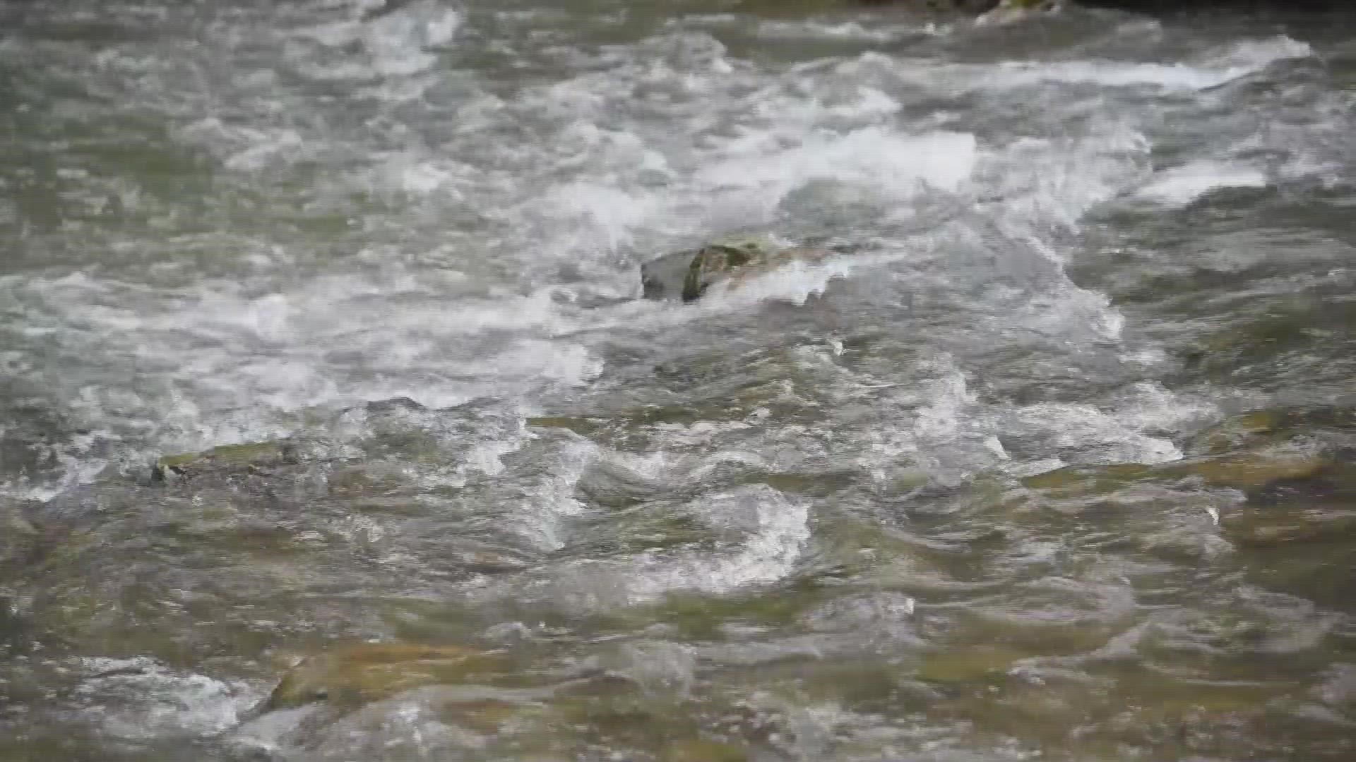 Taziki's Signature pasta recipe | wbir.com