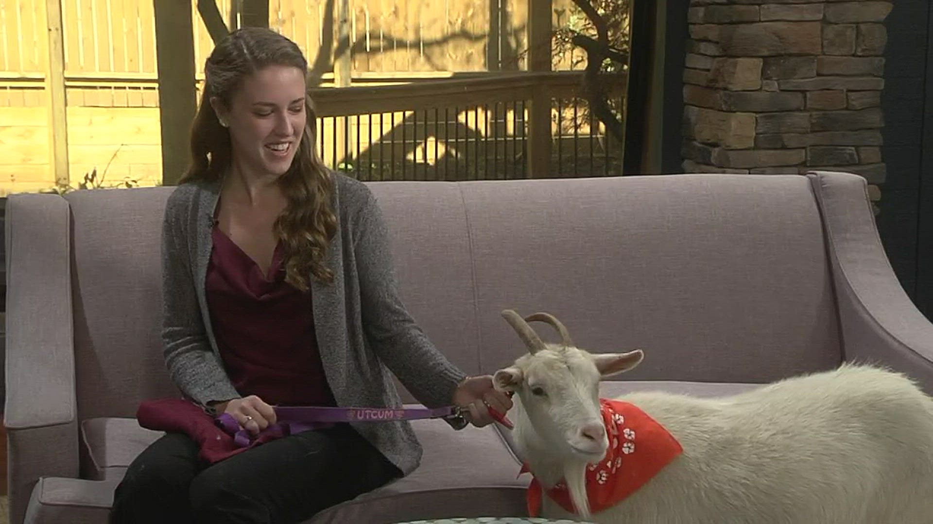 UT College of Veterinary medicine open house | wbir.com
