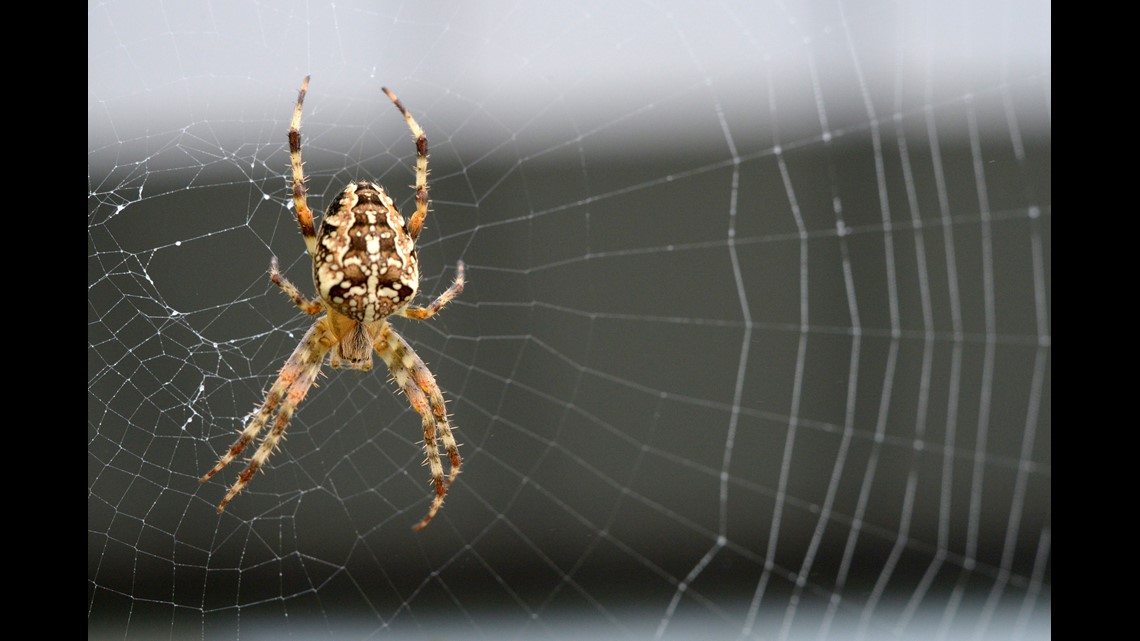 Abnormal weather means more spiders | wbir.com