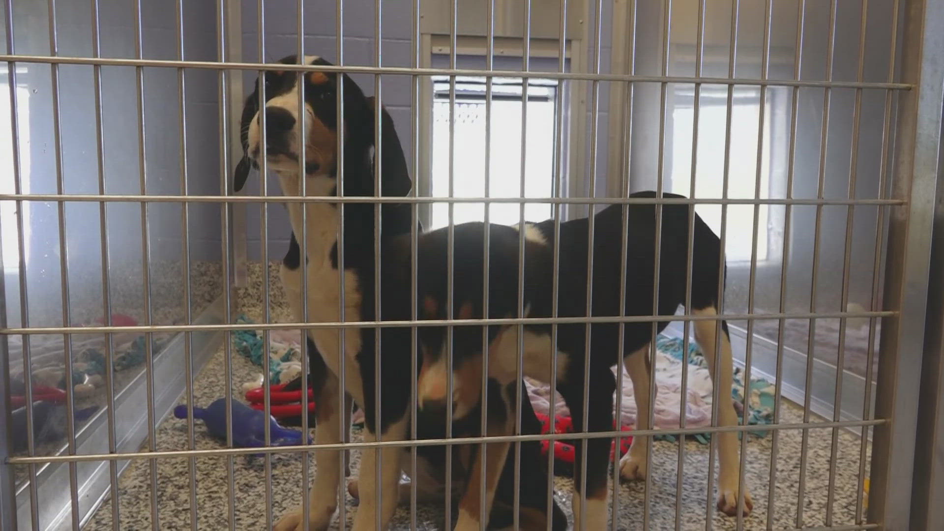 Dog adoption event planned to help make space in Monroe County animal ...