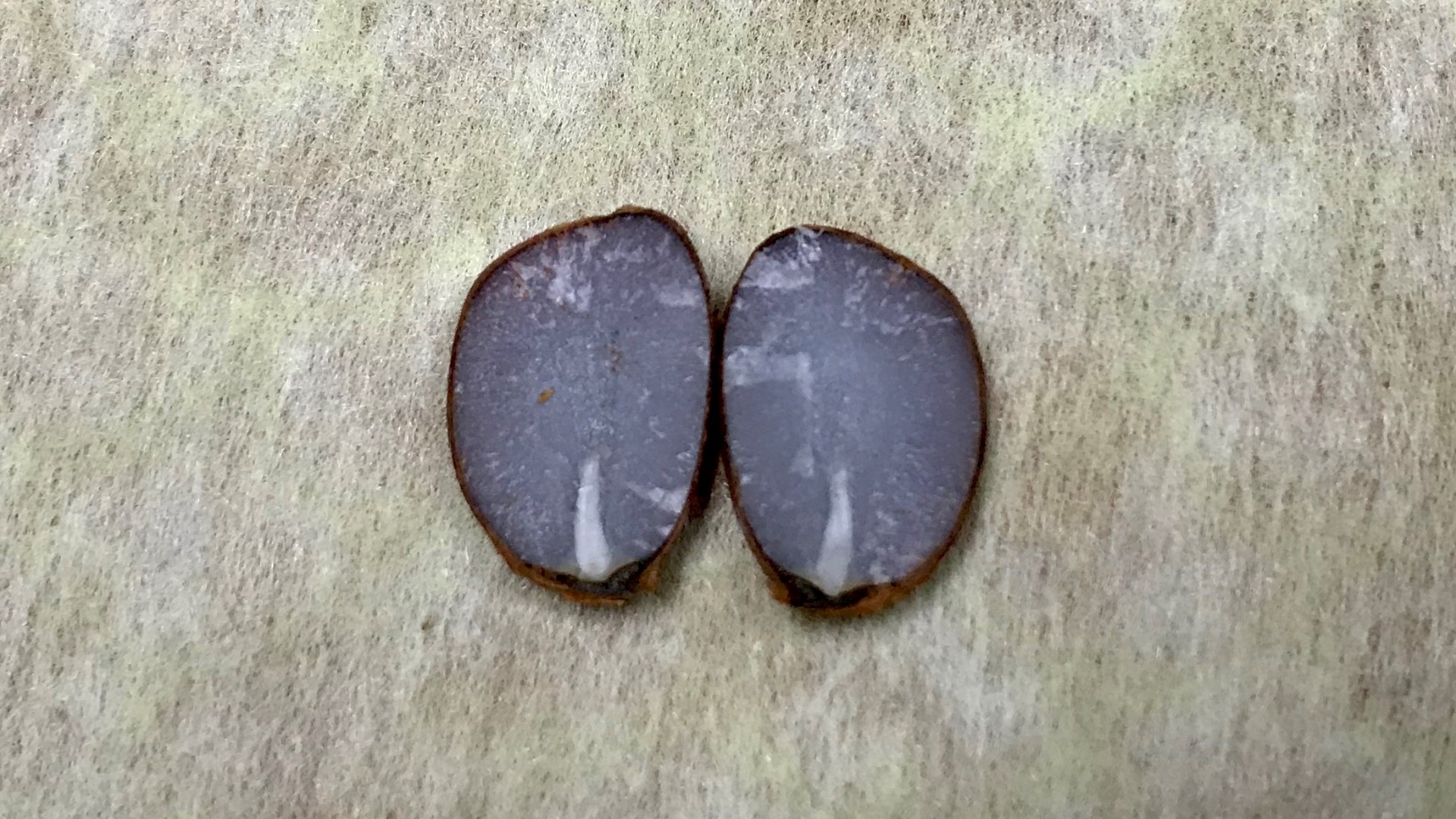 Persimmons, worms and acorns: Mother Nature is sending mixed signals ...