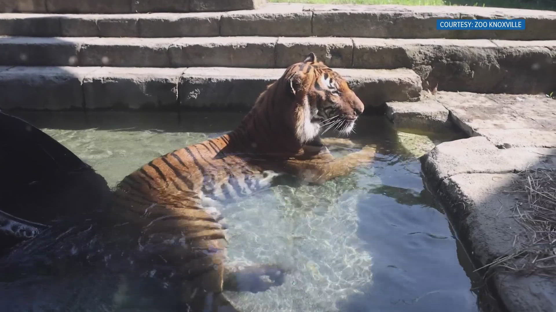 How Zoo Knoxville keeps animal, humans cool during the summer | wbir.com