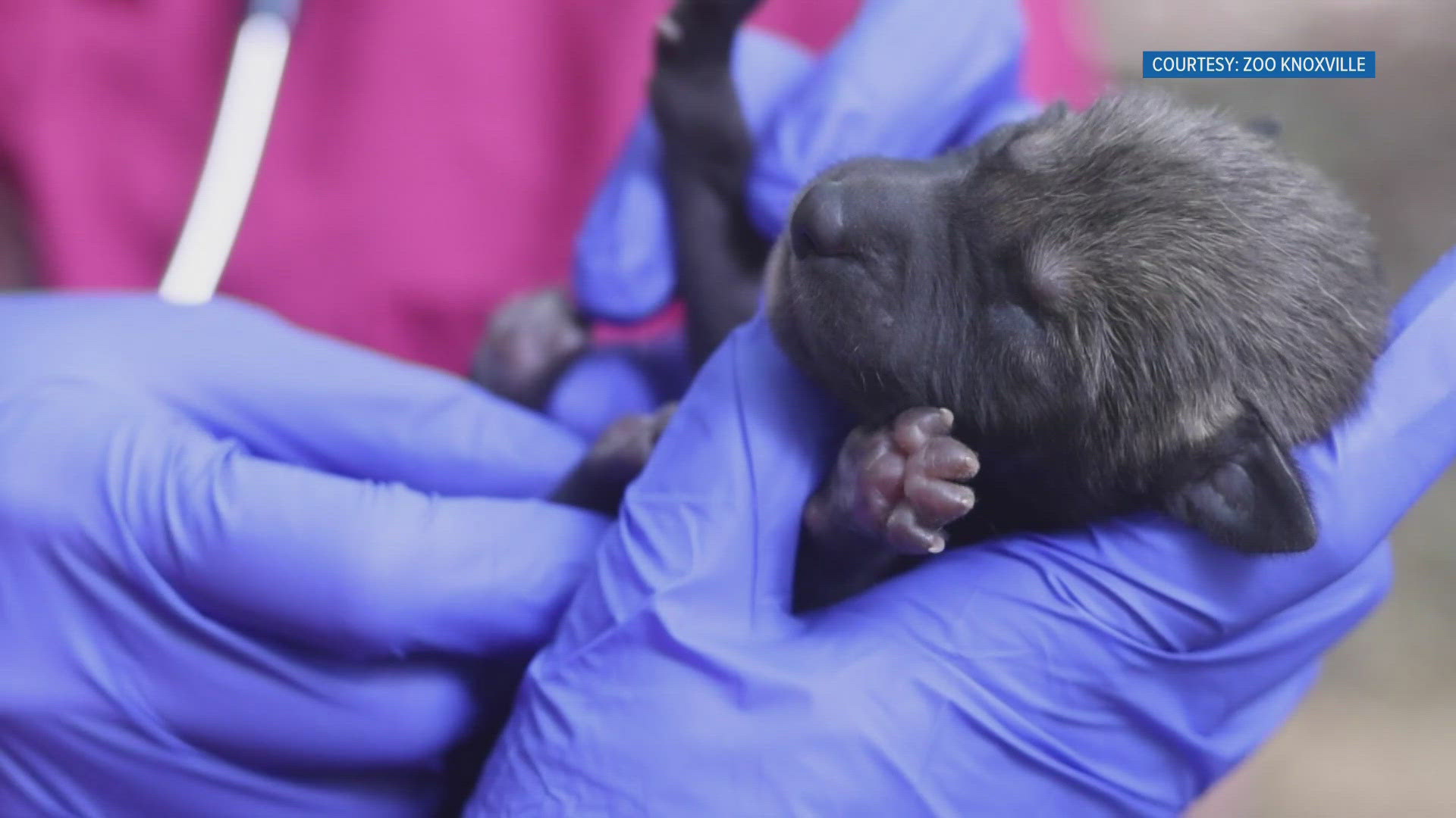 Six new critically endangered red wolf cubs born at Zoo Knoxville ...