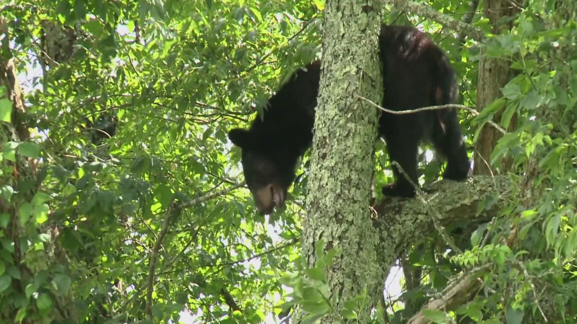 Greene County man's bond set at $1M for child exploitation charges ...